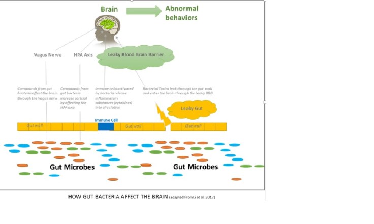 gut biome chart – Moving Autism Forward by Team TACA