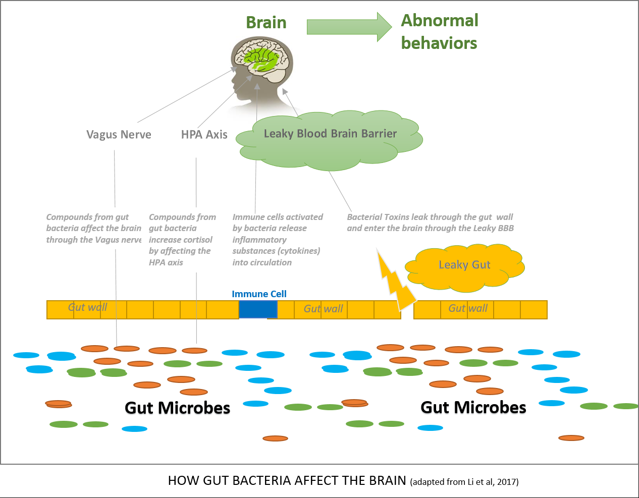 Gut Microbiome in Autism – Moving Autism Forward by Team TACA